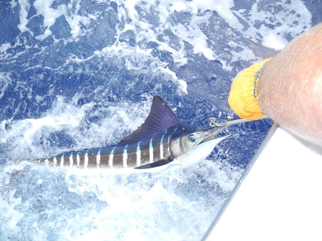 The Fishing | Bite Me Sportfishing